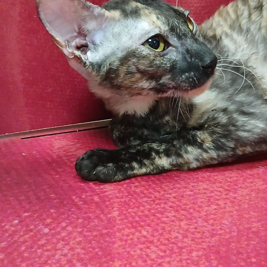Корниш-рекс котёнок