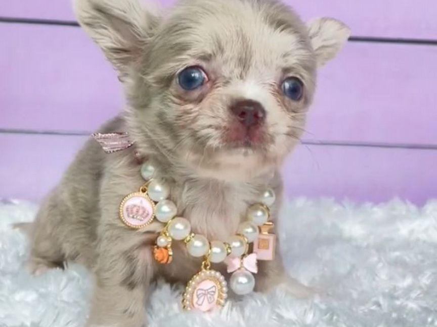 Чихуахуа мини