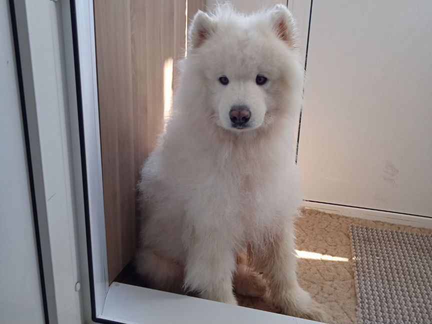 Самоедская лайка найдена