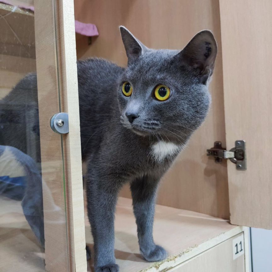 Кот 1,5 года