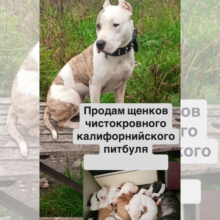 Щенки Калифорнийский питбуль