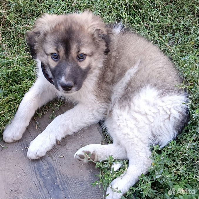 Щенок- метис Мальчик