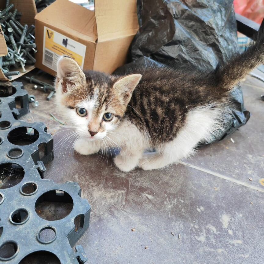 Помогите котенку найти дом