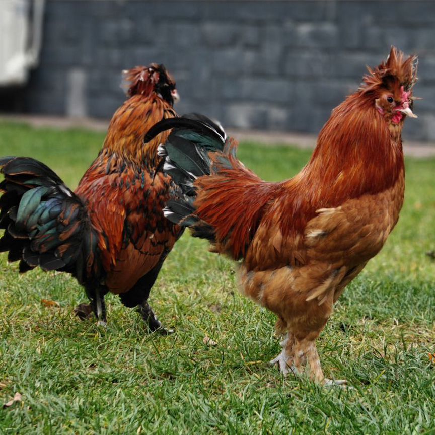 Павловские петухи