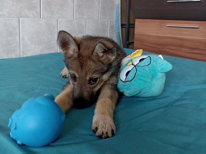 Щенок девочка Дана 2 мес