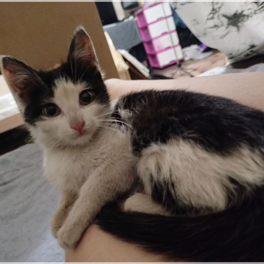 Котёнок в добрые руки