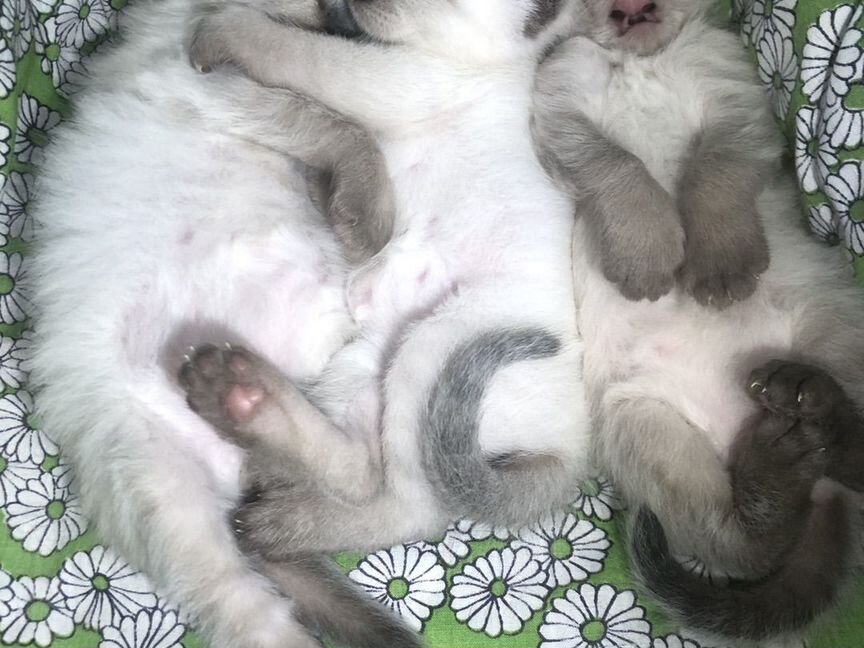 Тайские котята