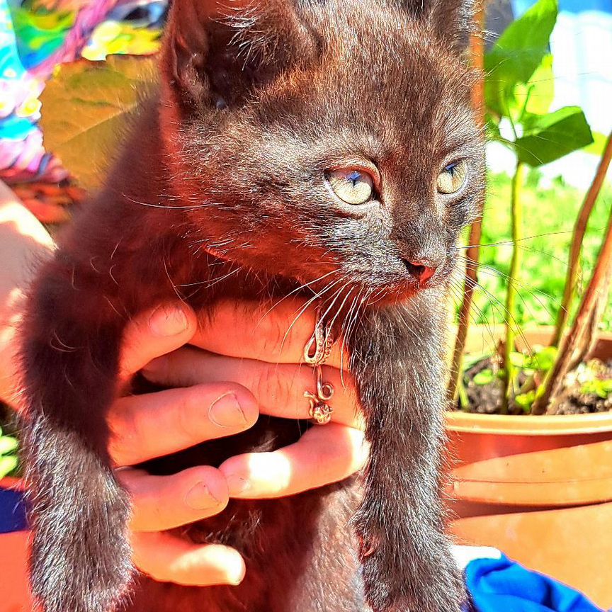 Котенок мальчик 2 месяца