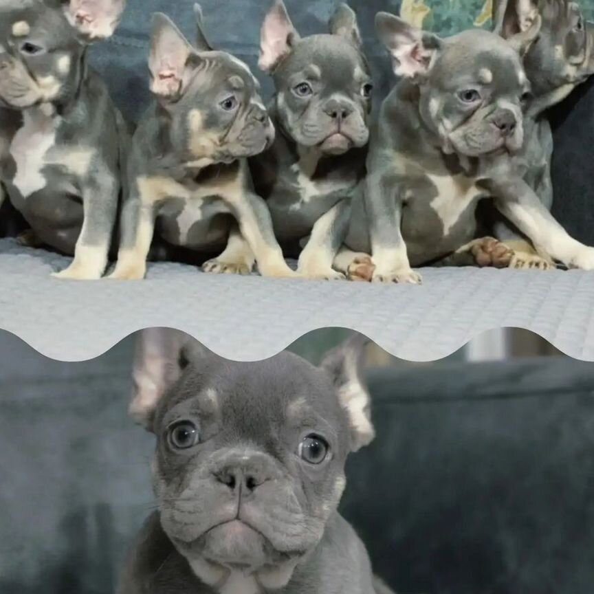 Французский бульдог, щенок