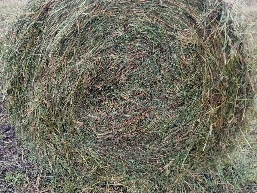 Корма для животных