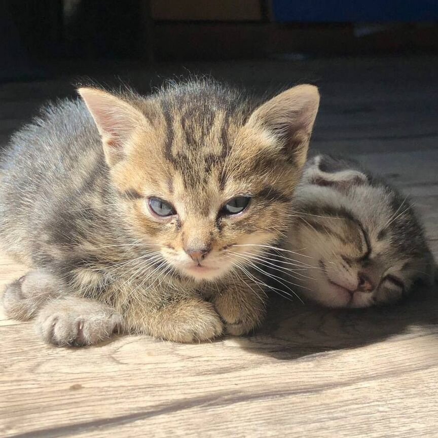 Котята в добрые руки бесплатно