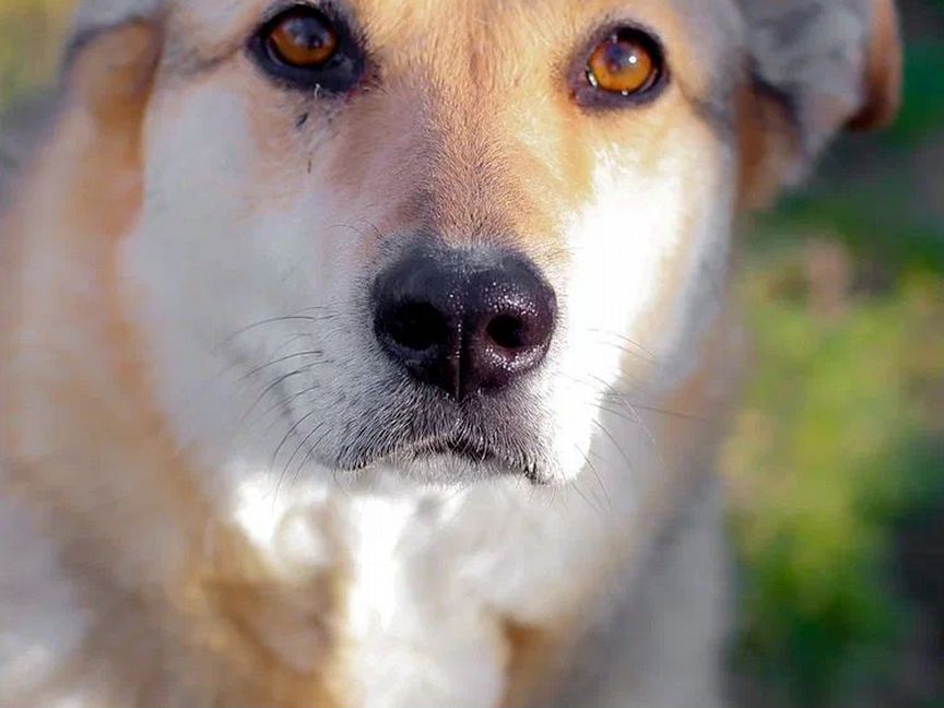 Идеальная собака Варя