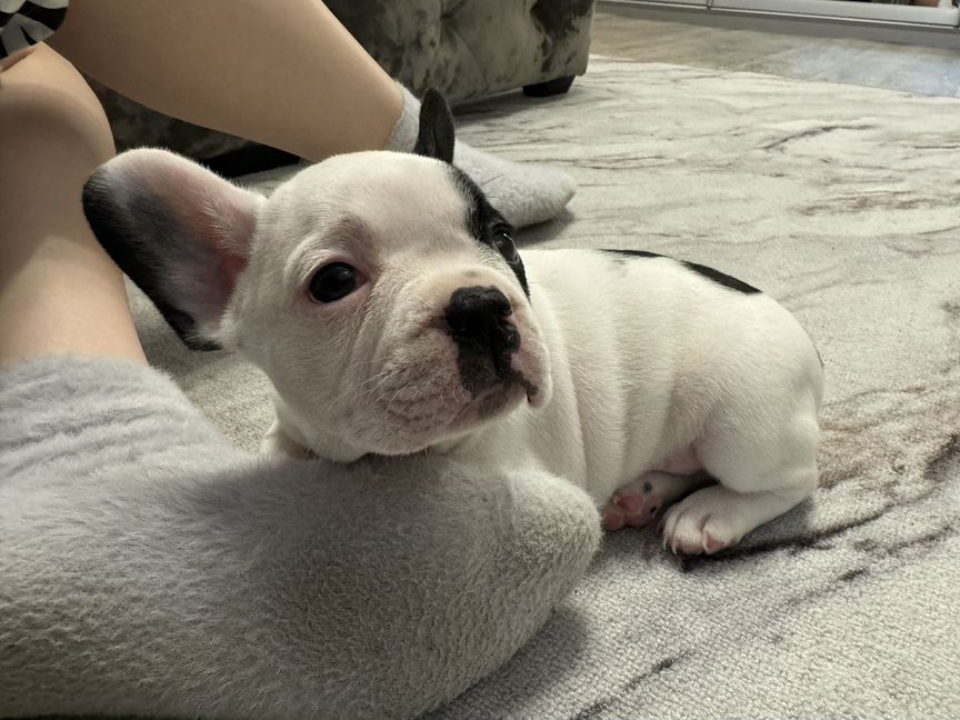 Французский бульдог