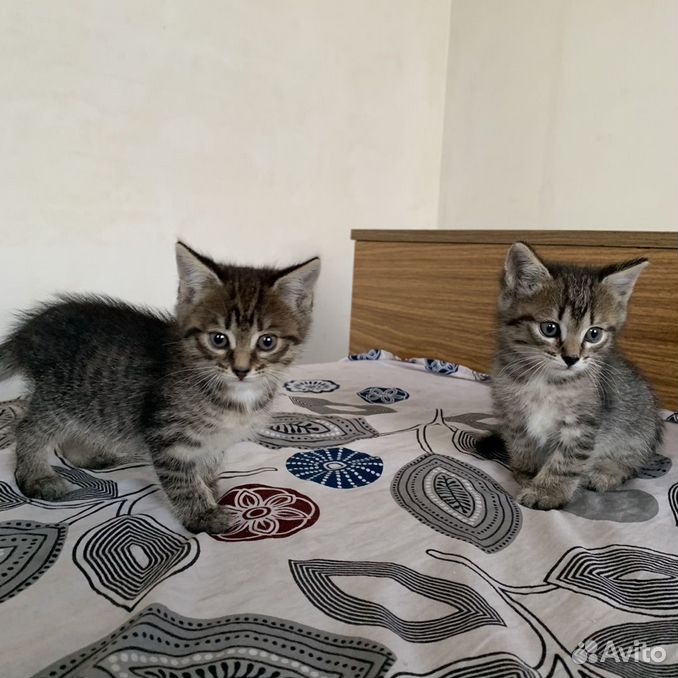 Котята пушистые бесплатно