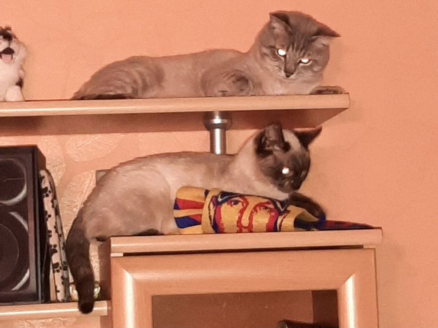 Предзаказ на тайских котят