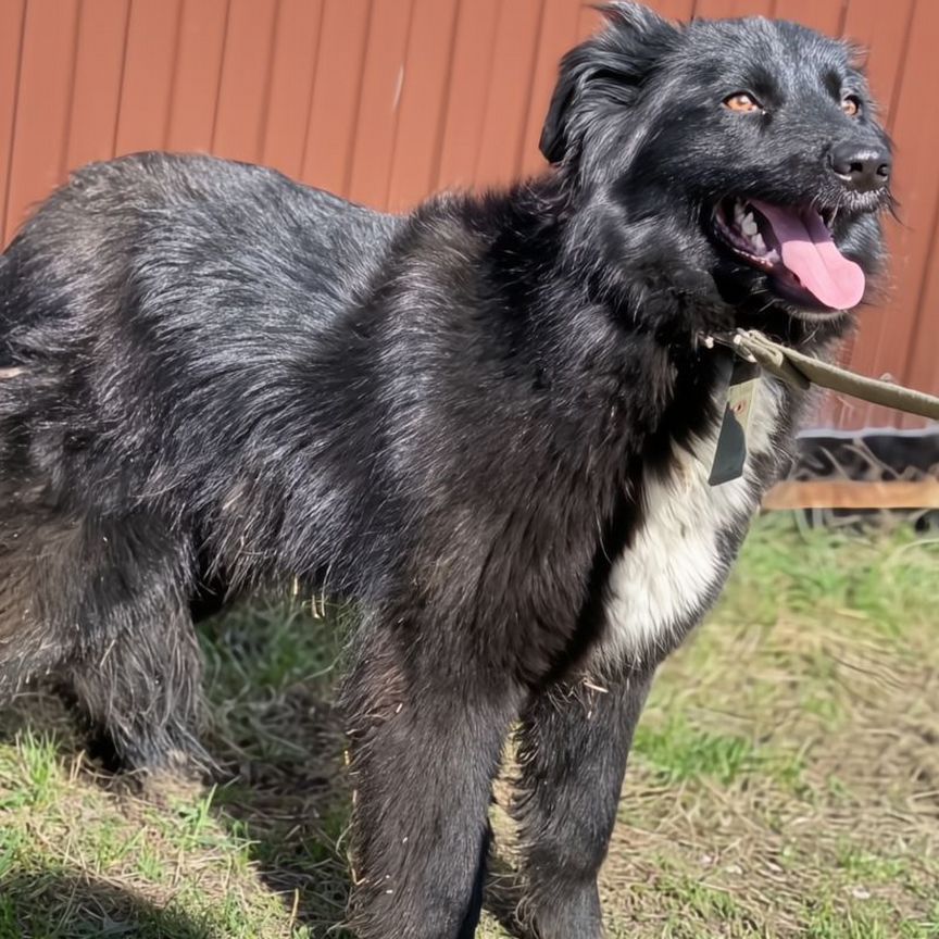 Взрослая собака в добрые руки