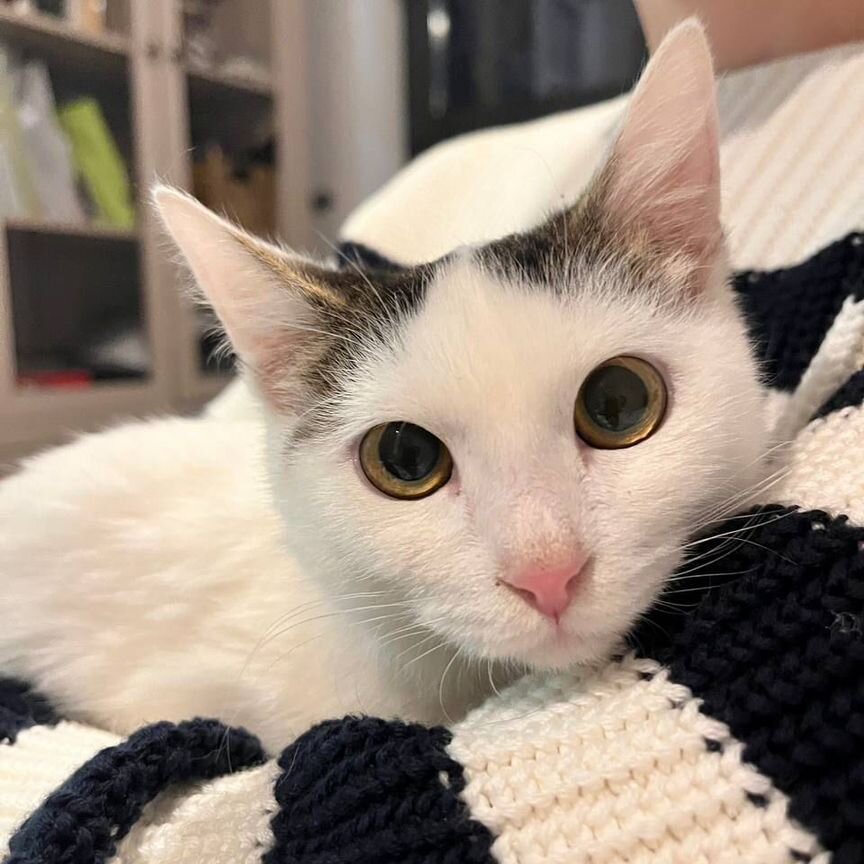 Котенок мальчик 3 месяца в добрые руки. Бесплатно