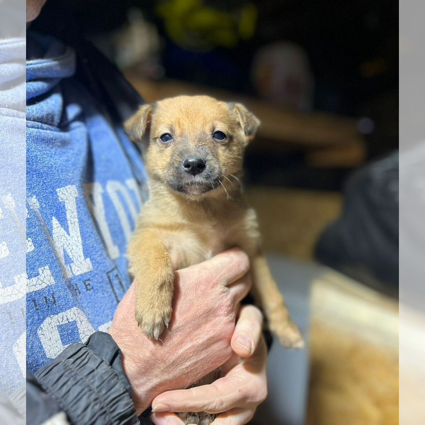 Щенок в добрые руки