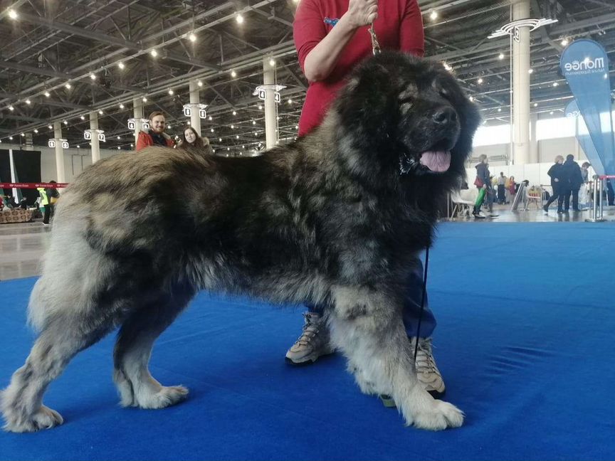 Кавказская овчарка, щенки РКФ