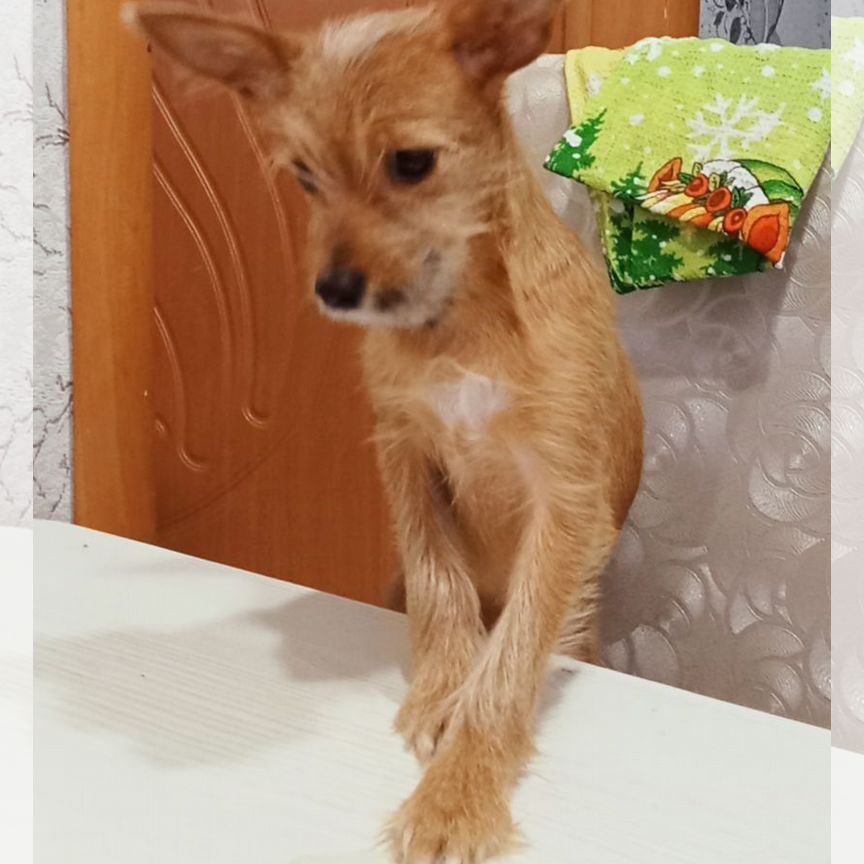 Чорки, щенок