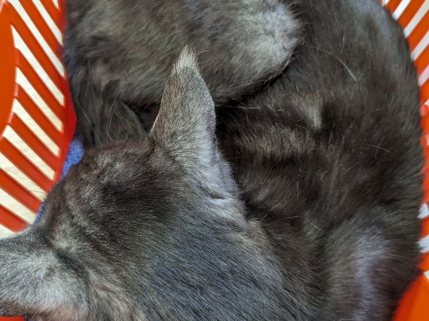 Помогите Коту