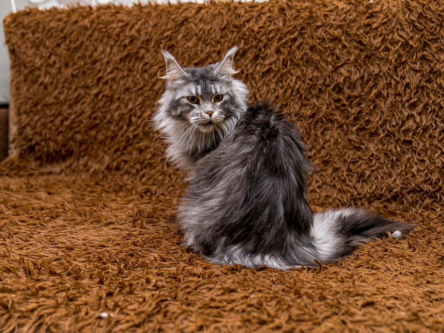 Мейн-кун в добрые руки