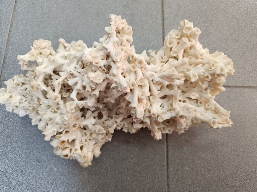 Коралл из Индийского океана