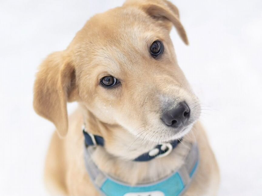 Щенок в добрые руки бесплатно