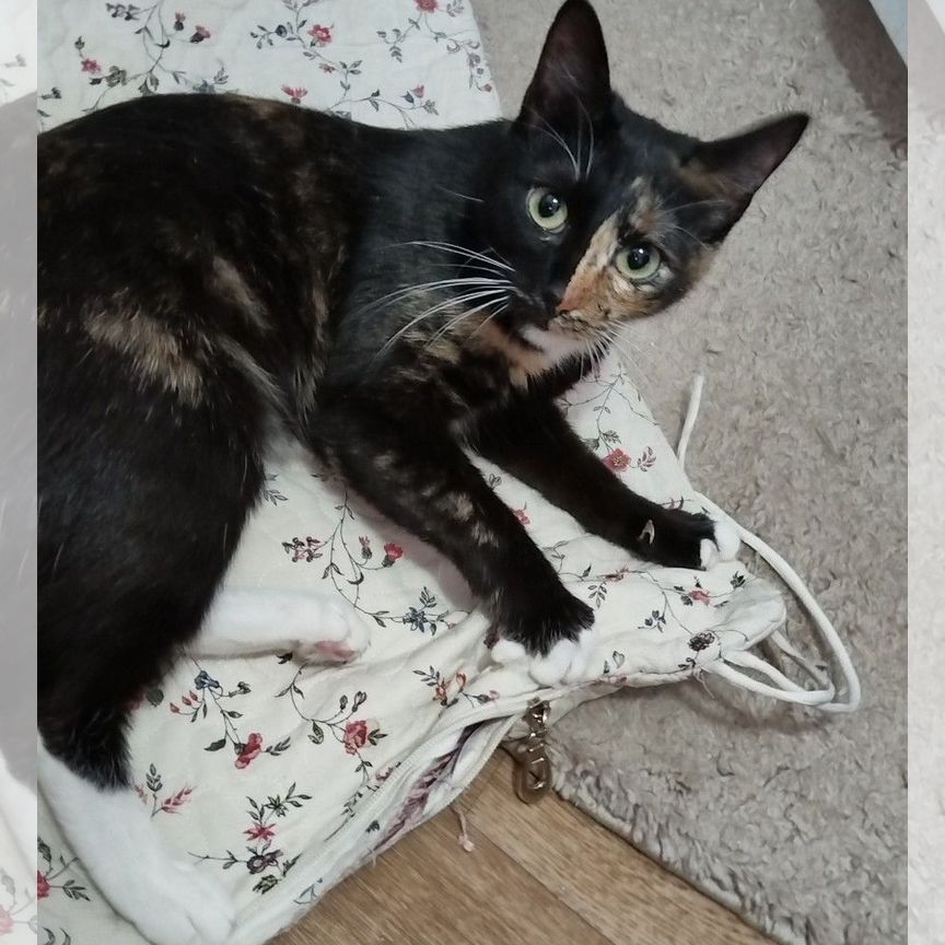 Взрослая, кошка в добрые руки