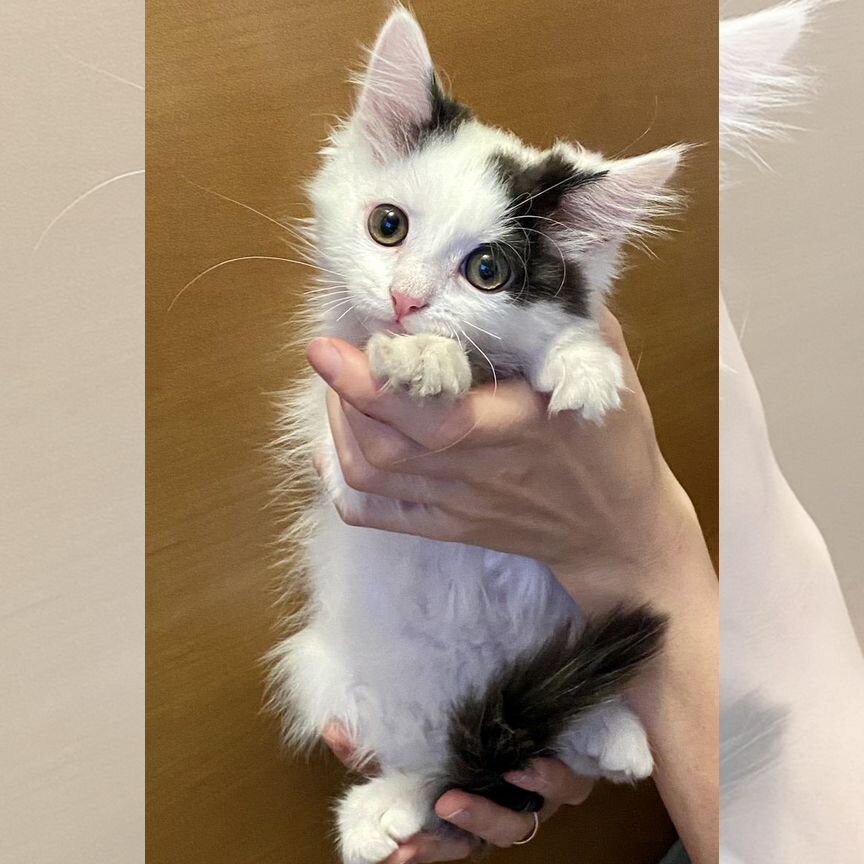 Котёнок в добрые руки