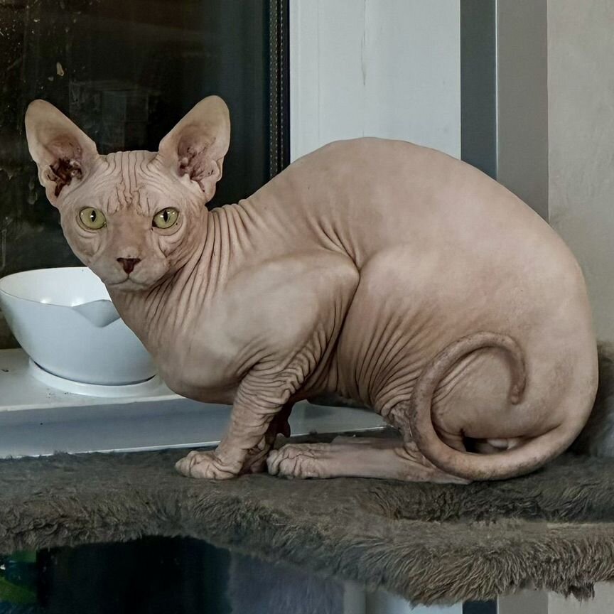 Канадский сфинкс котёнок