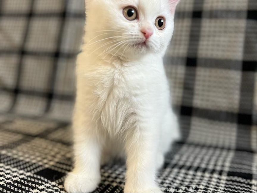 Белоснежный британский котенок xxl