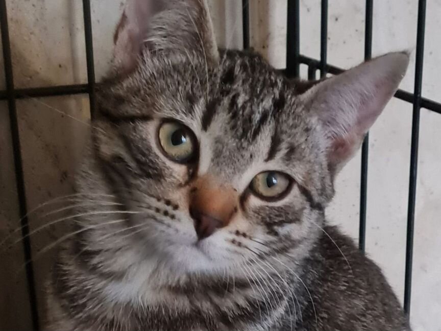 Кошка