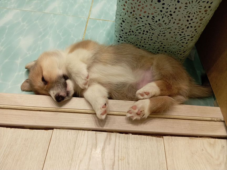 Сынулька корги