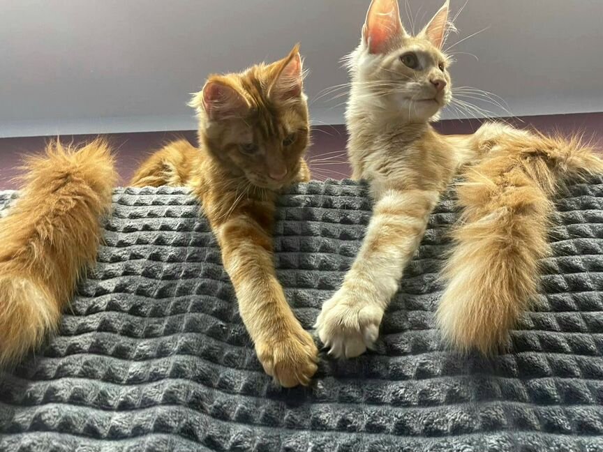 Братики мейн-кун