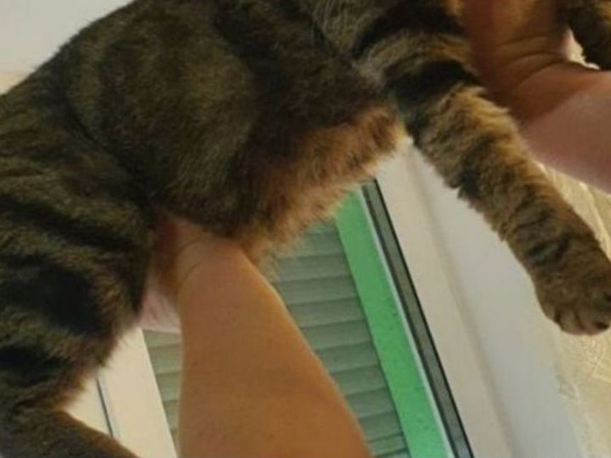 Кошка Мурка