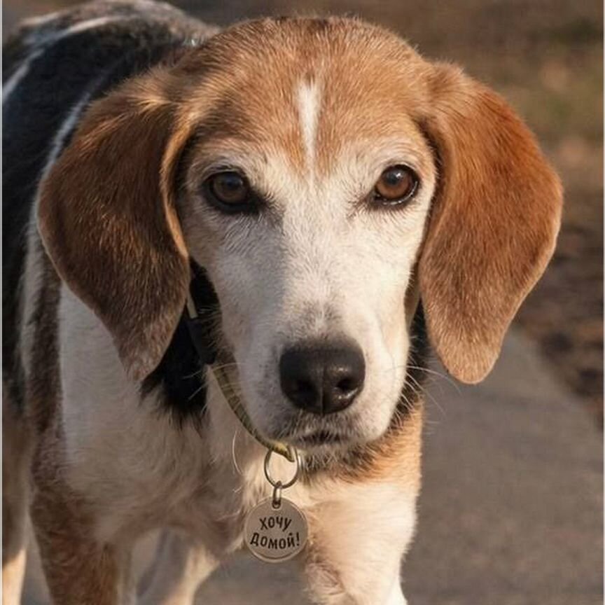 Взрослая собака в добрые руки