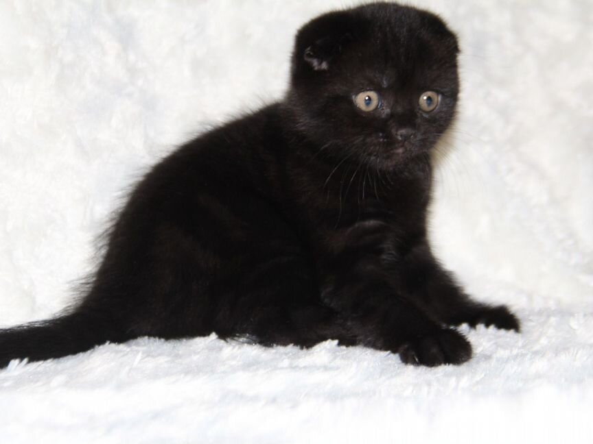 Черные домовята, шотландские котята