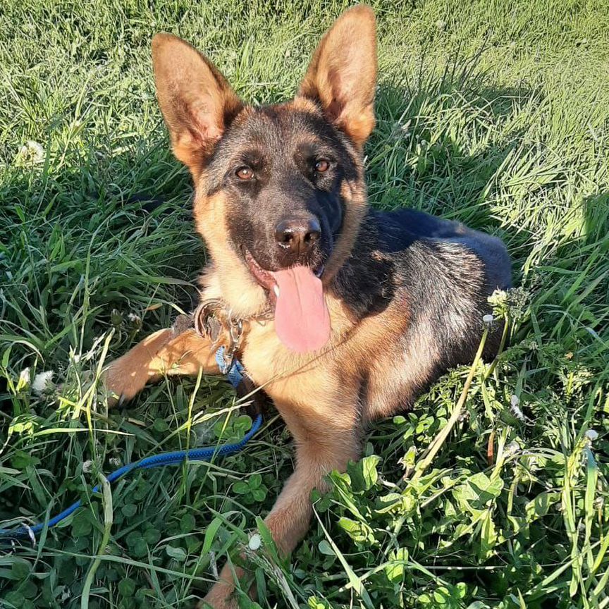 Немецкая овчарка, взрослая собака