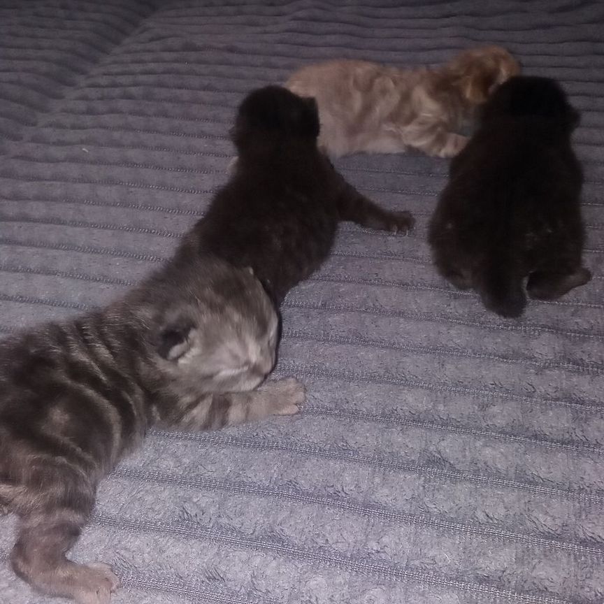 Британский короткошёрстный котёнок