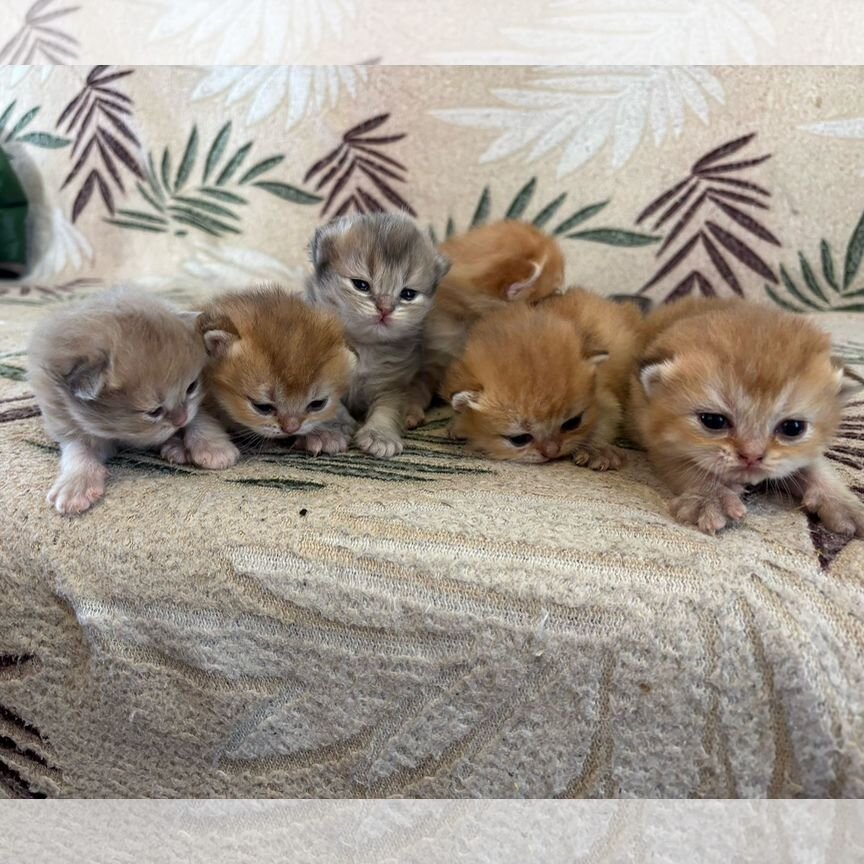 Британские котятки