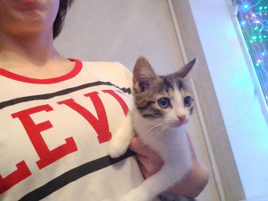 Кошечка в дар