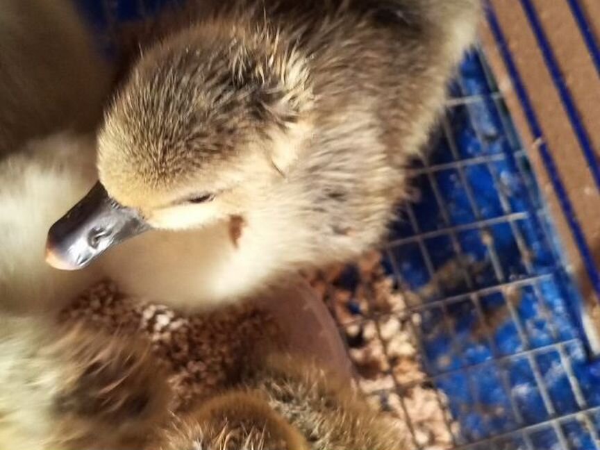 Гусята подрощенные