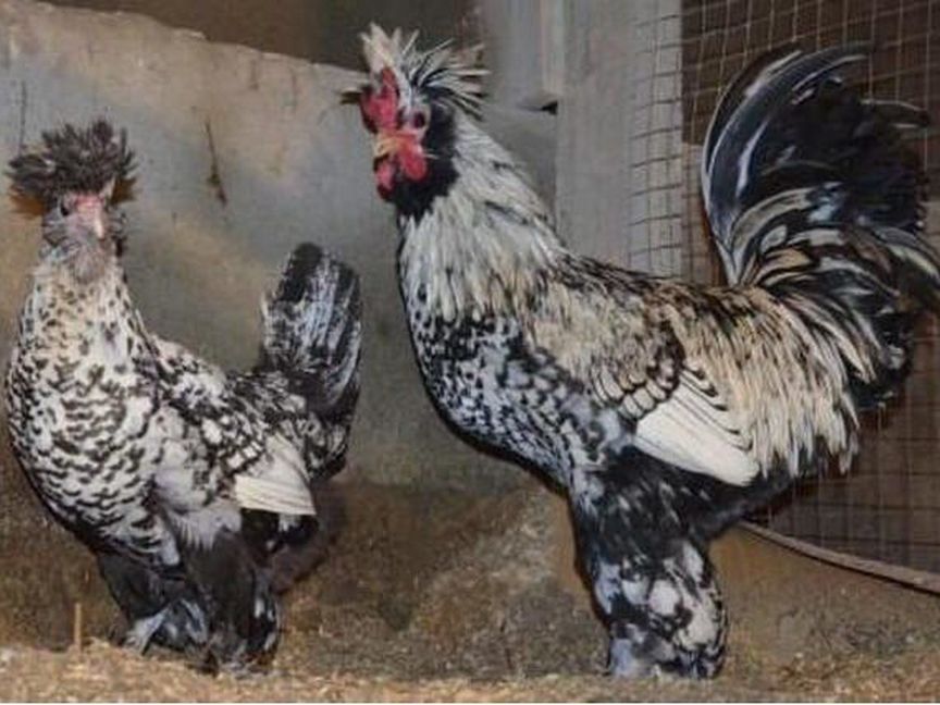 Семья Павловских кур