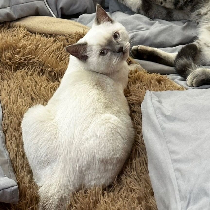 Вязка кошек