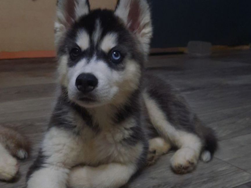 Щенки сибирской хаски мальчик
