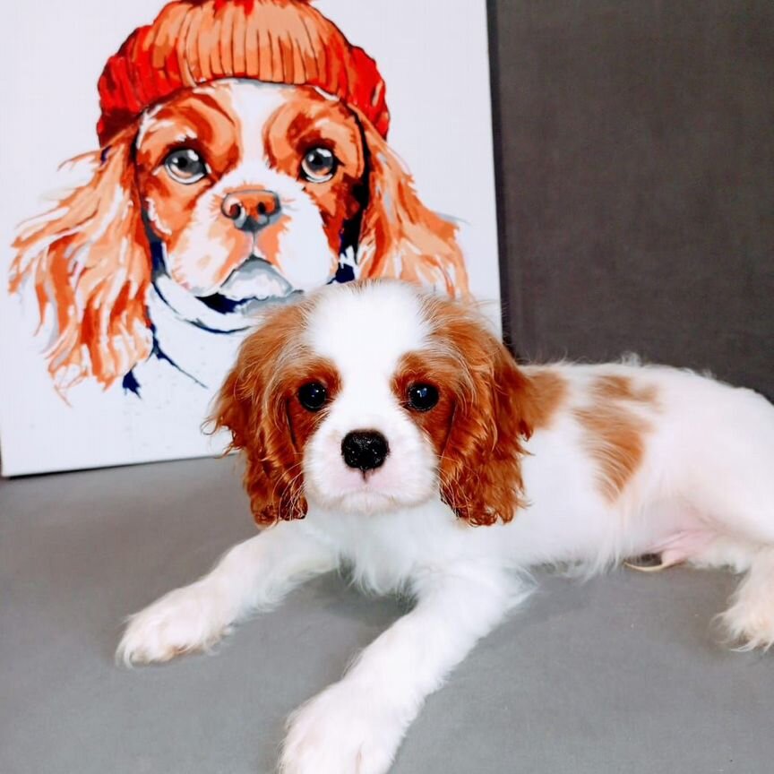 Кавалер Кинг Чарльз Девочки и Мальчики с РКФ