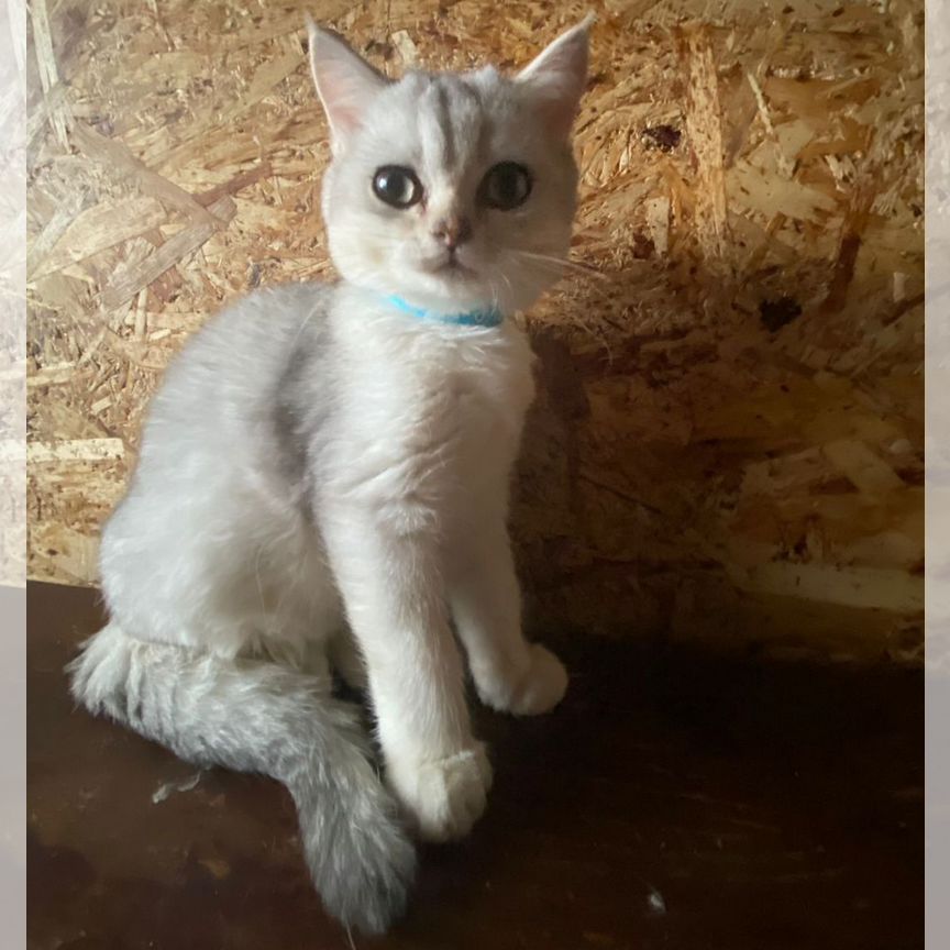 Британские котята