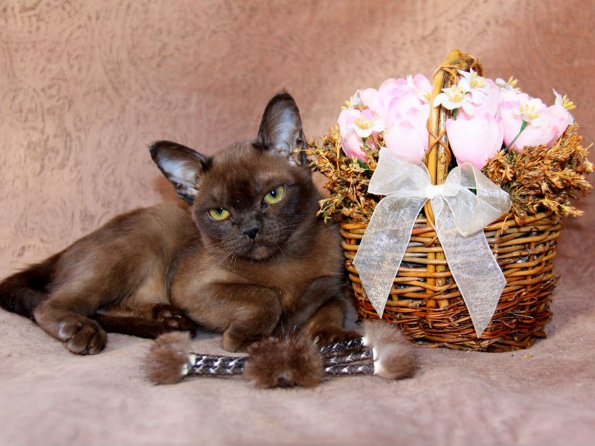 Соболинный котик