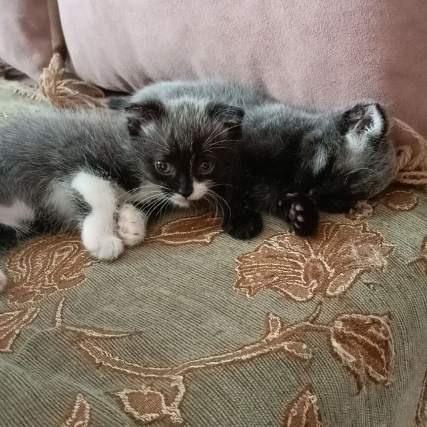 Котята в добрые руки бесплатно